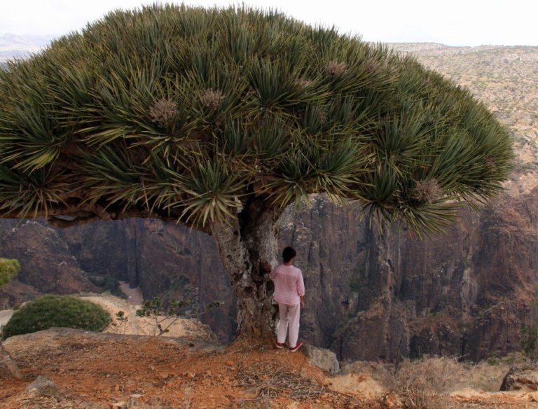 Home [maverickbird.com]