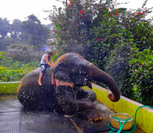 Kumily – Land of Wildlife, Spices & Tea in Kerala Highlands