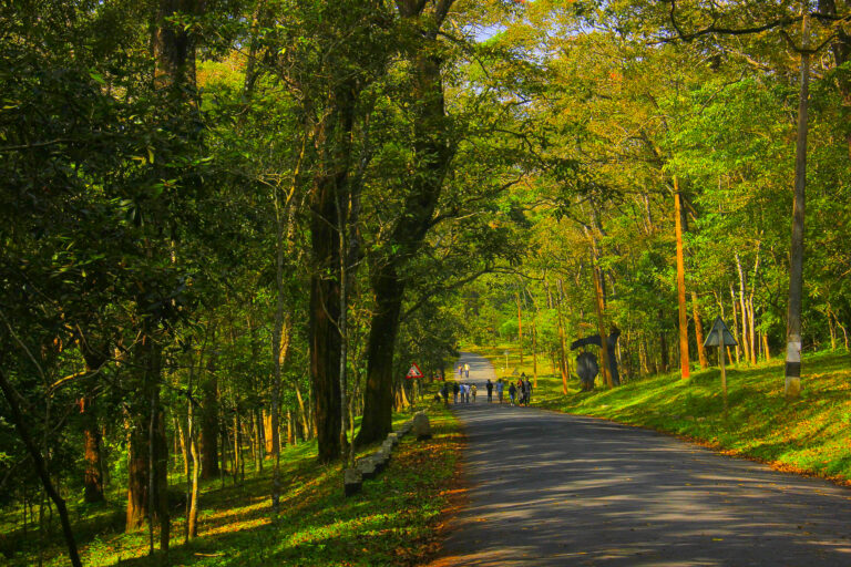 Kumily – Land of Wildlife, Spices & Tea in Kerala Highlands