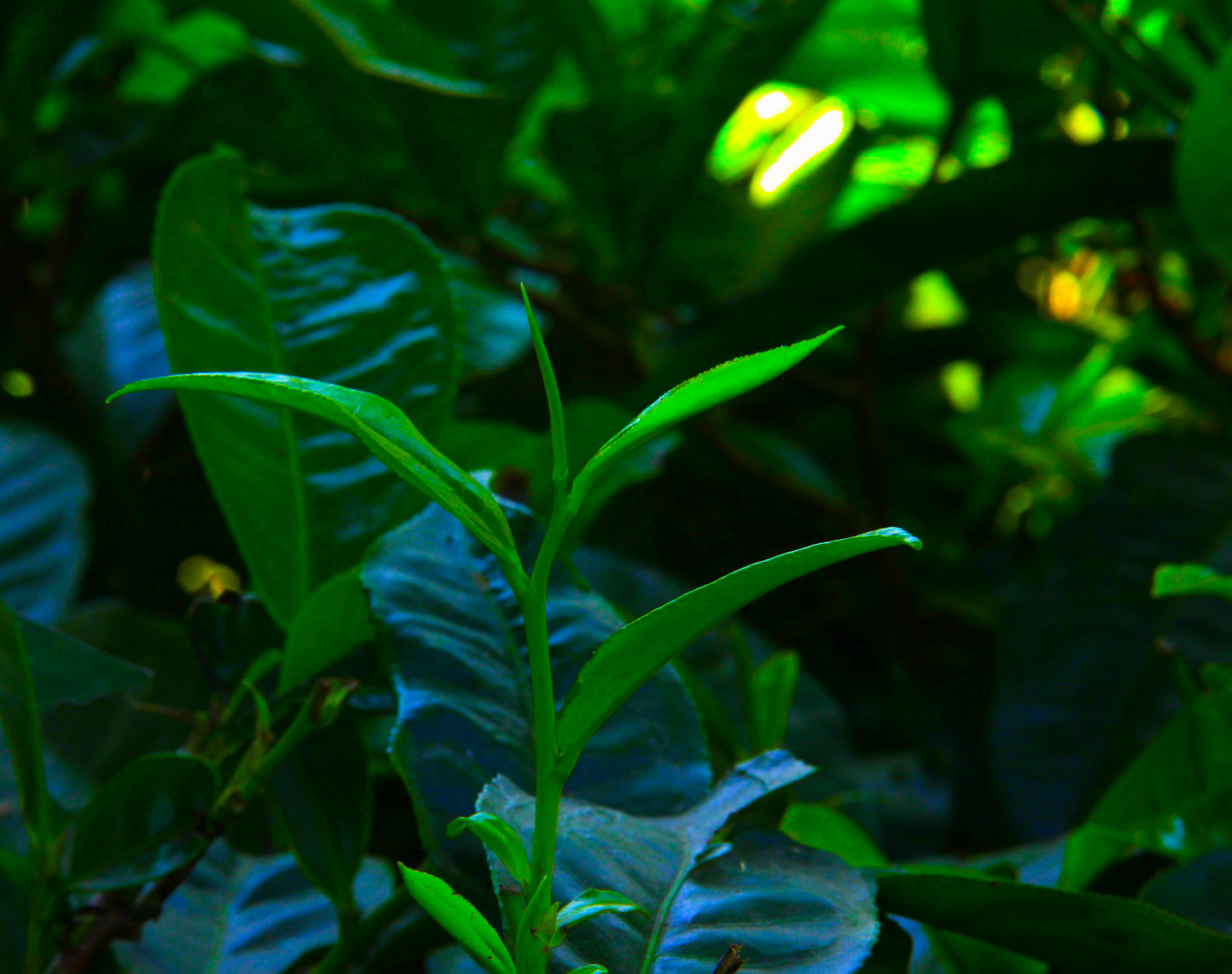 Kumily – Land of Wildlife, Spices & Tea in Kerala Highlands