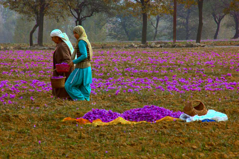 21 Photos That Will Tempt You to Visit Kashmir – A Visual Himalayan ...