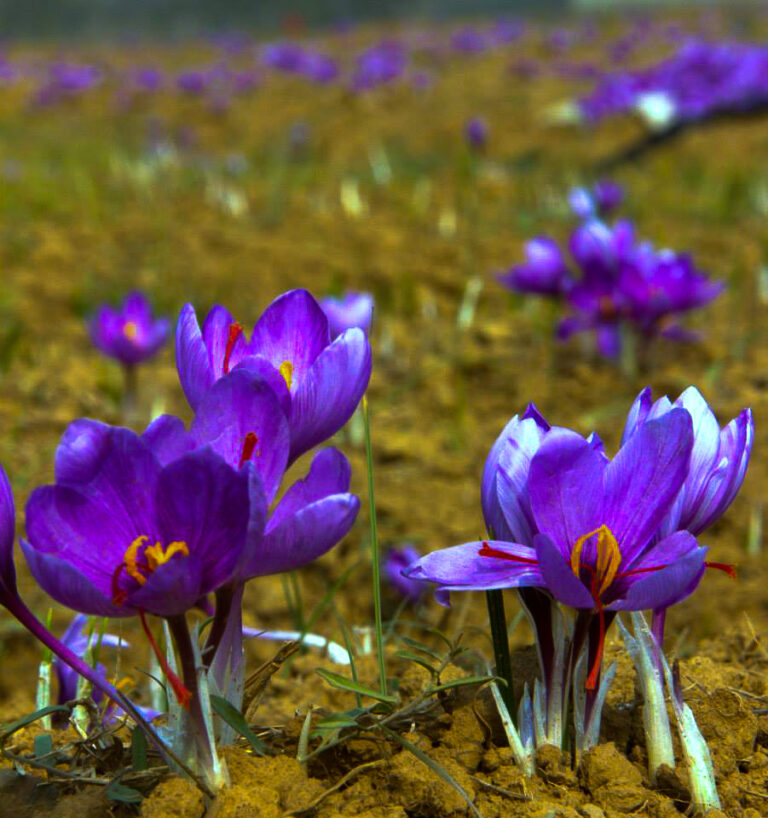 21 Photos That Will Tempt You to Visit Kashmir – A Visual Himalayan ...