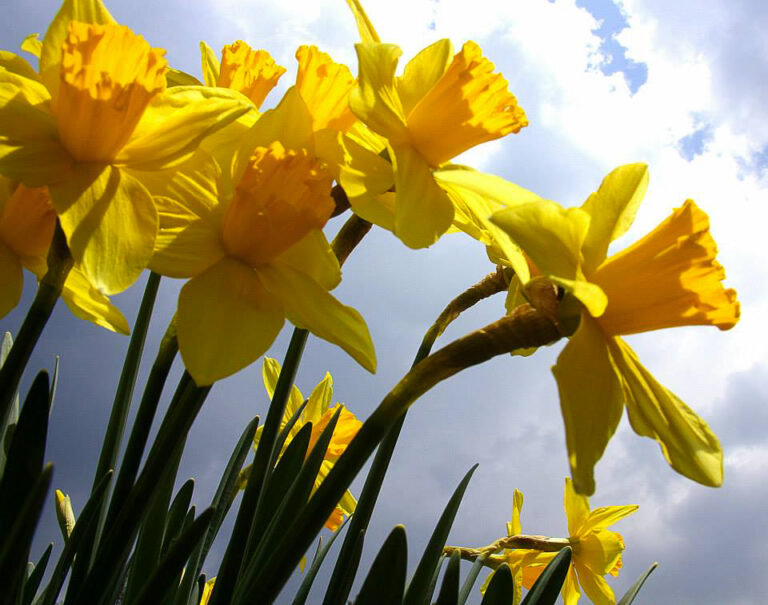 Daksum – The Hidden Jewel of Kashmir’s Untouched Valleys