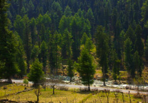 Daksum – The Hidden Jewel of Kashmir’s Untouched Valleys