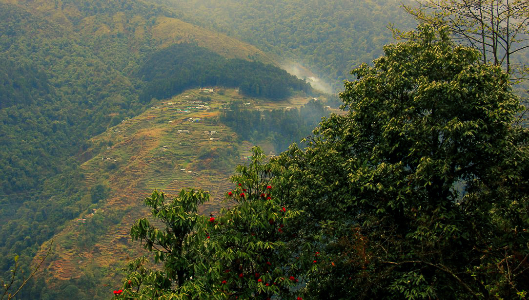 Barsey Rhododendron Sanctuary – A Colorful Spring Escape in Sikkim