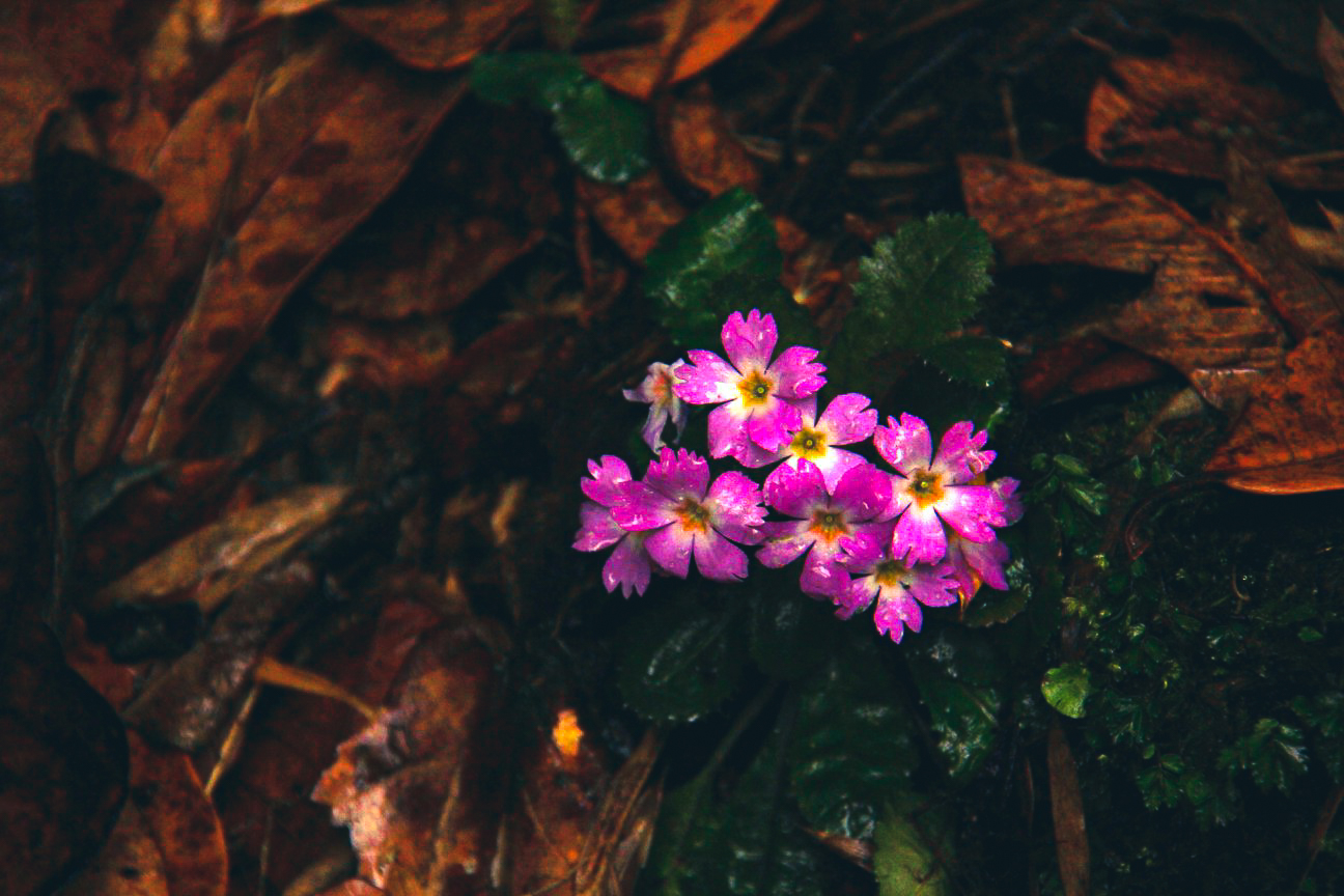 Two-Week Sikkim Spring Itinerary – Photo Essay and Highlights