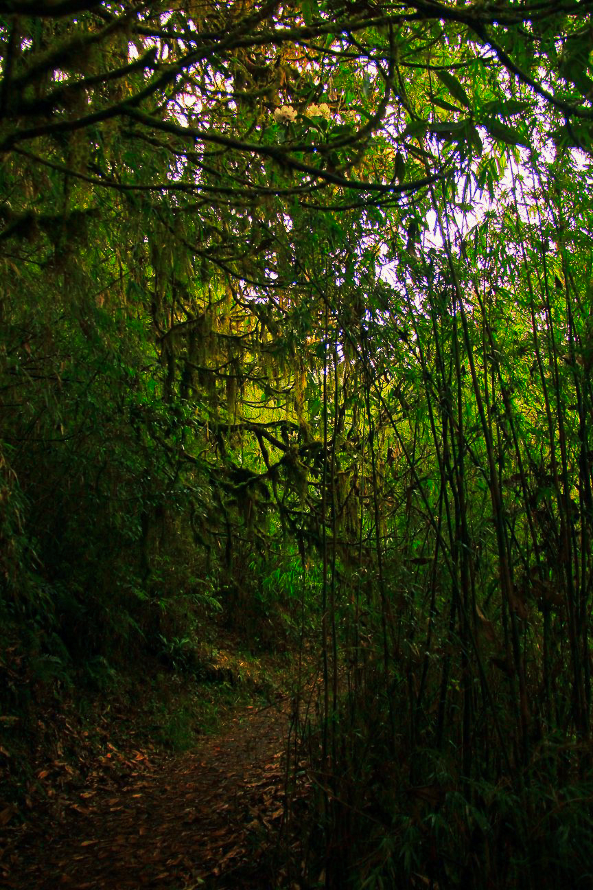 Barsey Rhododendron Sanctuary – A Colorful Spring Escape in Sikkim