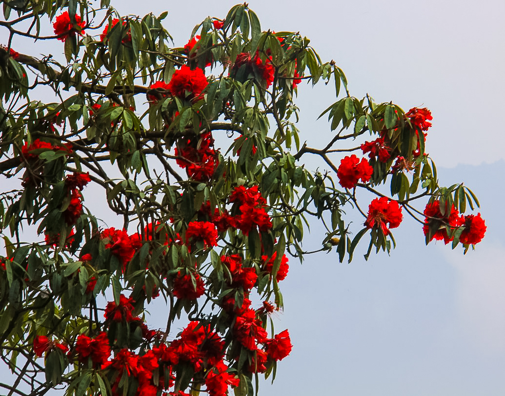 Our Trip to Okhrey – A Lesser-Known Gem in West Sikkim