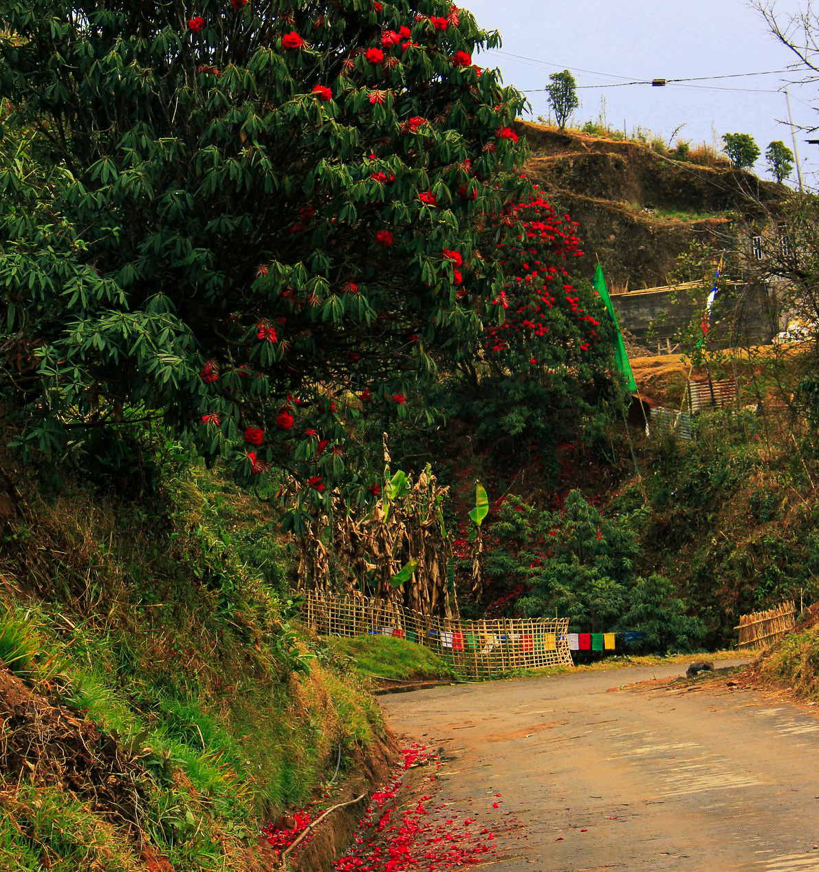 Our Trip to Okhrey – A Lesser-Known Gem in West Sikkim