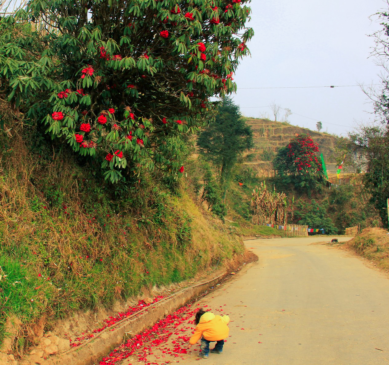 Barsey Rhododendron Sanctuary – A Colorful Spring Escape in Sikkim