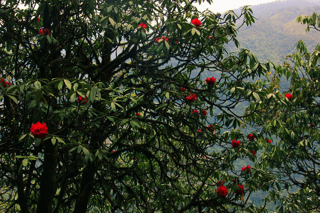 Barsey Rhododendron Sanctuary – A Colorful Spring Escape in Sikkim