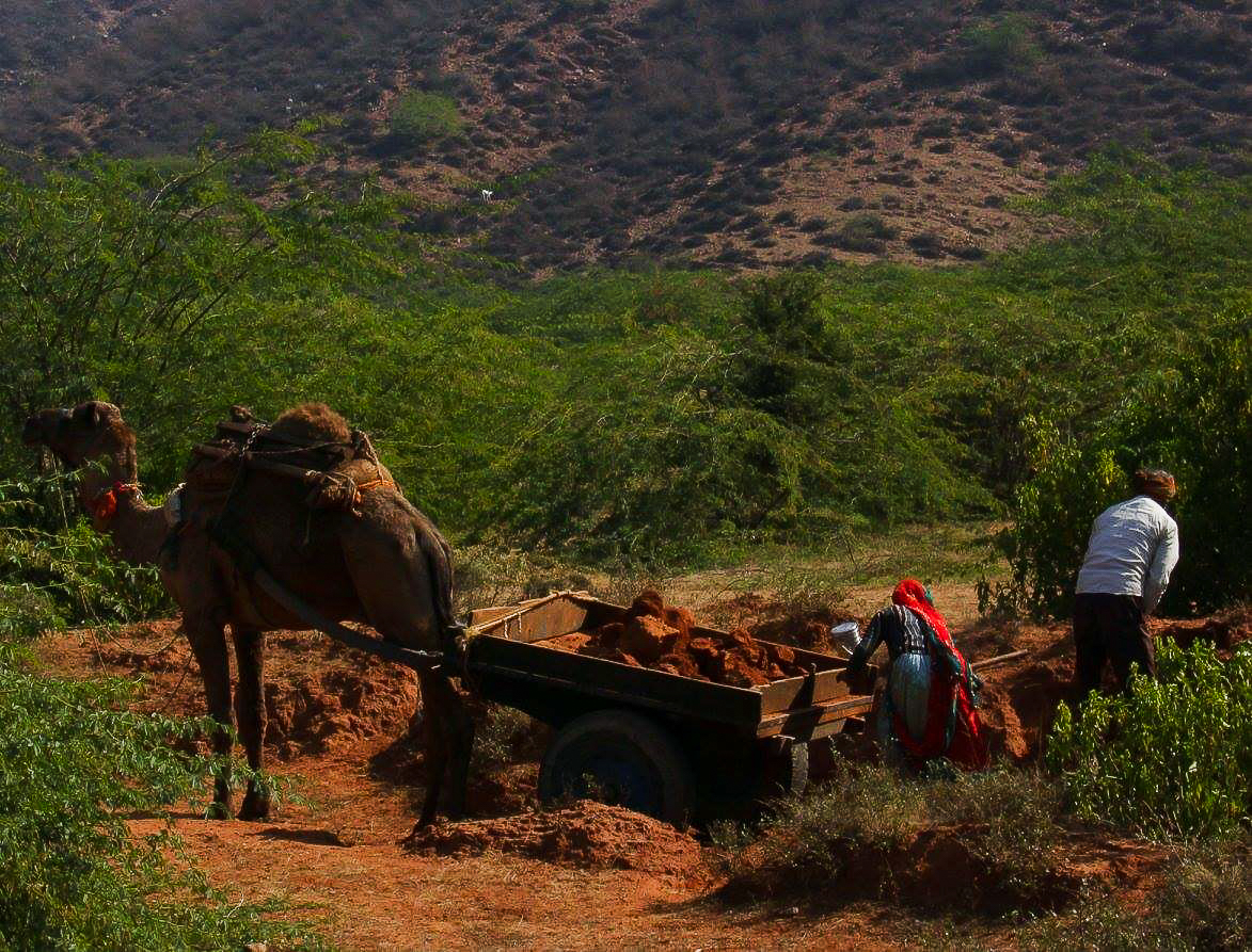 Bhil Tribe – The Bowmen of Rajasthan’s Forests