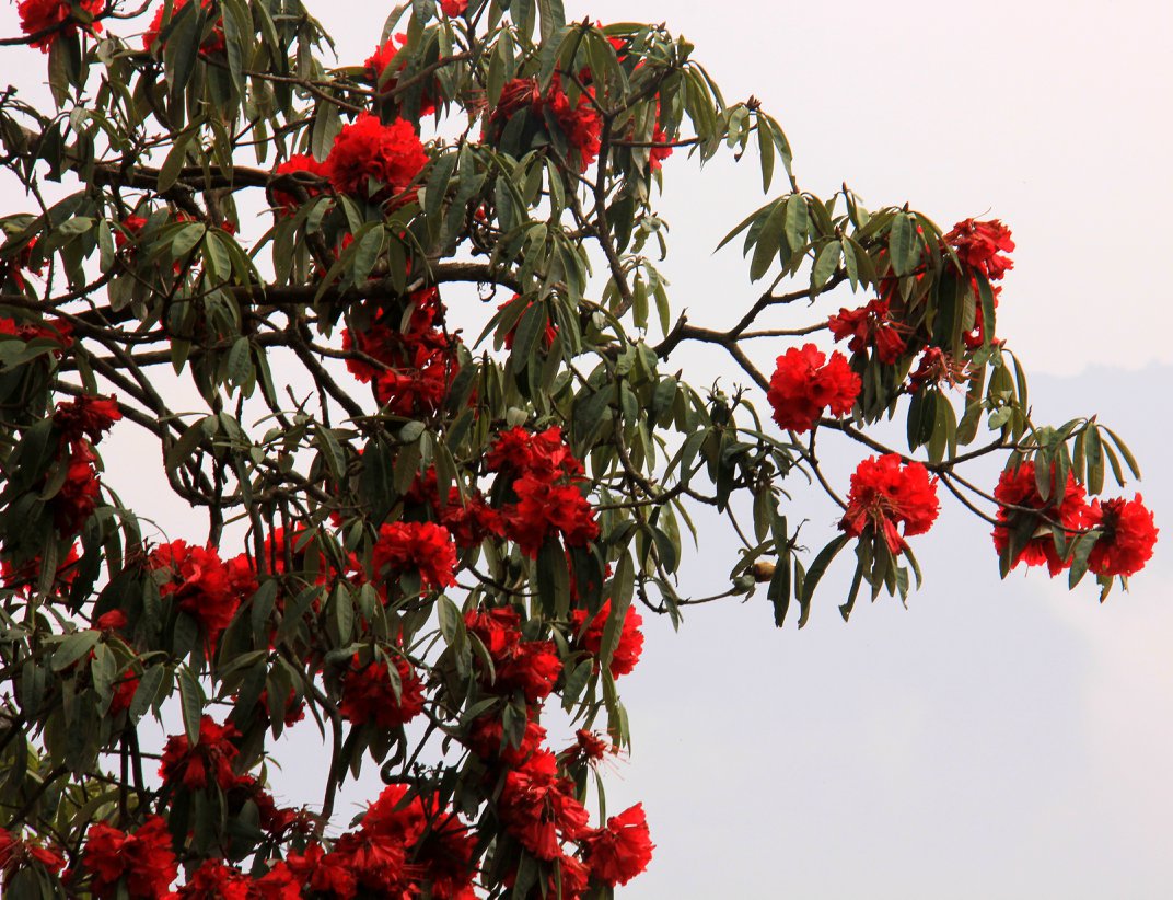 Two-Week Sikkim Spring Itinerary – Photo Essay and Highlights