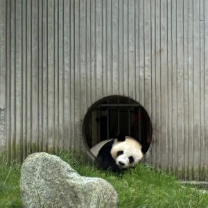 Wolong Panda Reserve Travel Guide