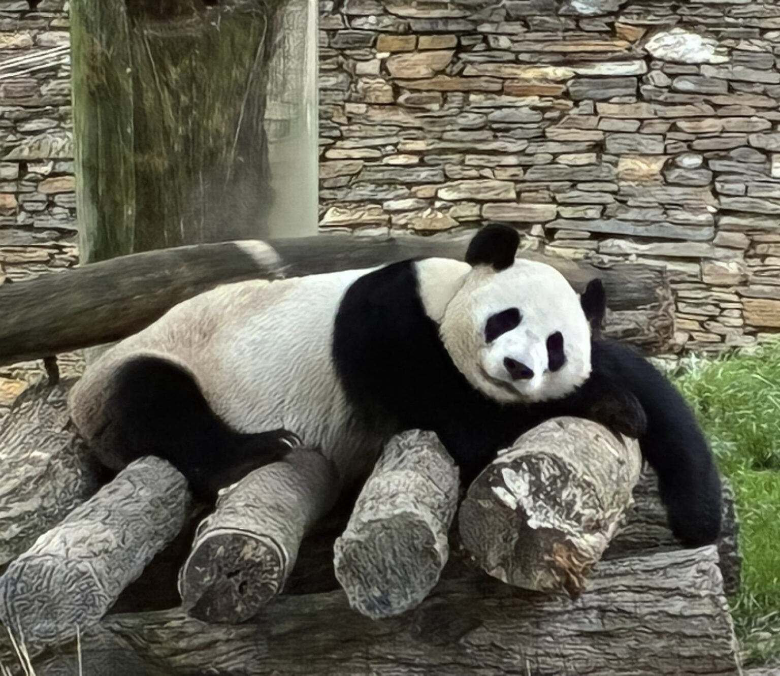 Wolong Panda Reserve Travel Guide